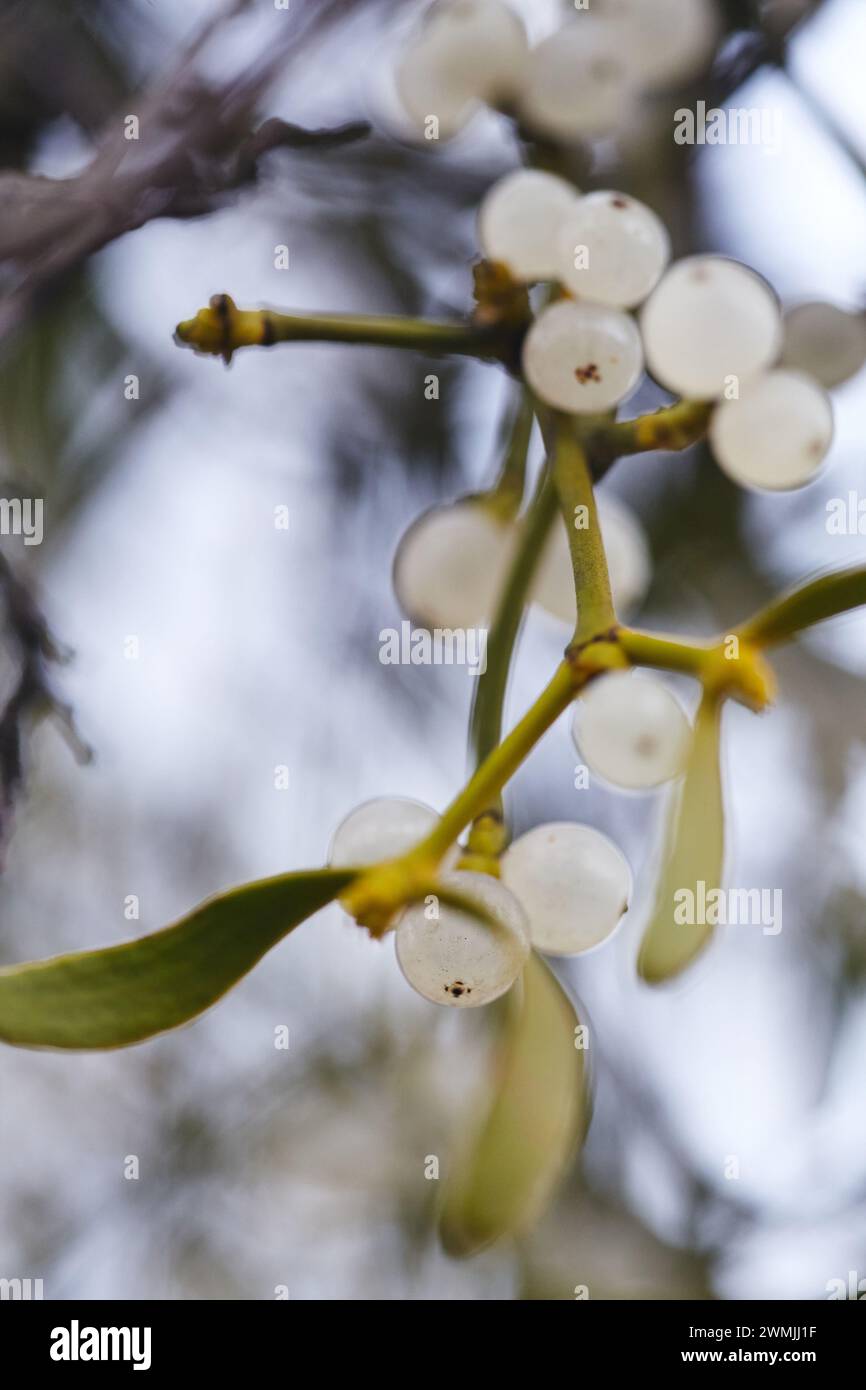 Mistletoe is a semi-parasitic plant that grows on the branches of trees ...