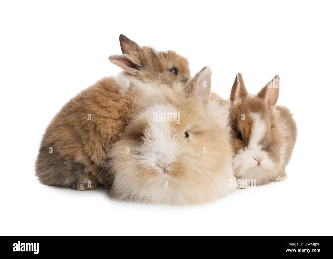 Cute fluffy pet rabbits isolated on white Stock Photo - Alamy