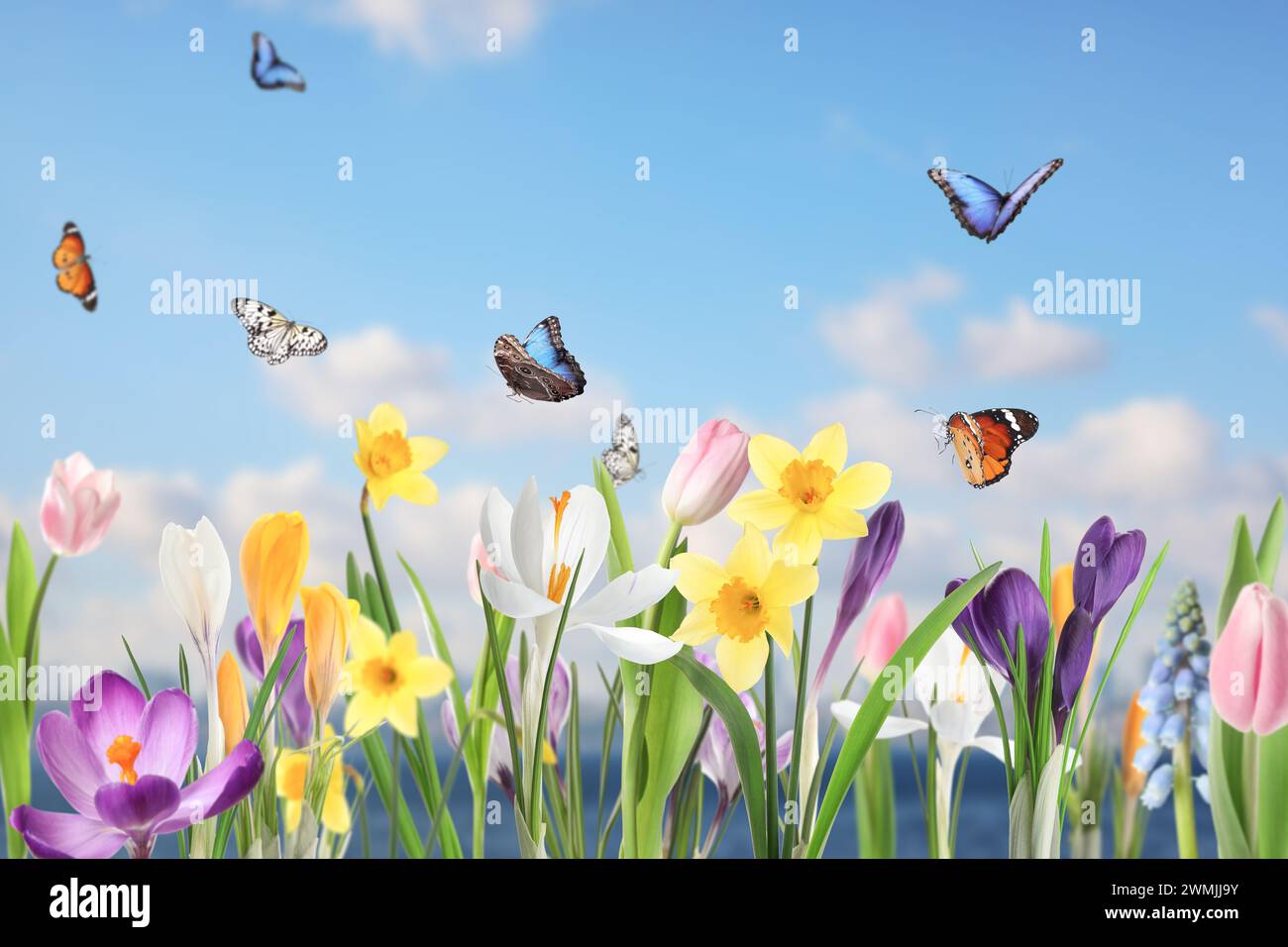 Spring season. Beautiful blooming flowers and butterflies under blue ...