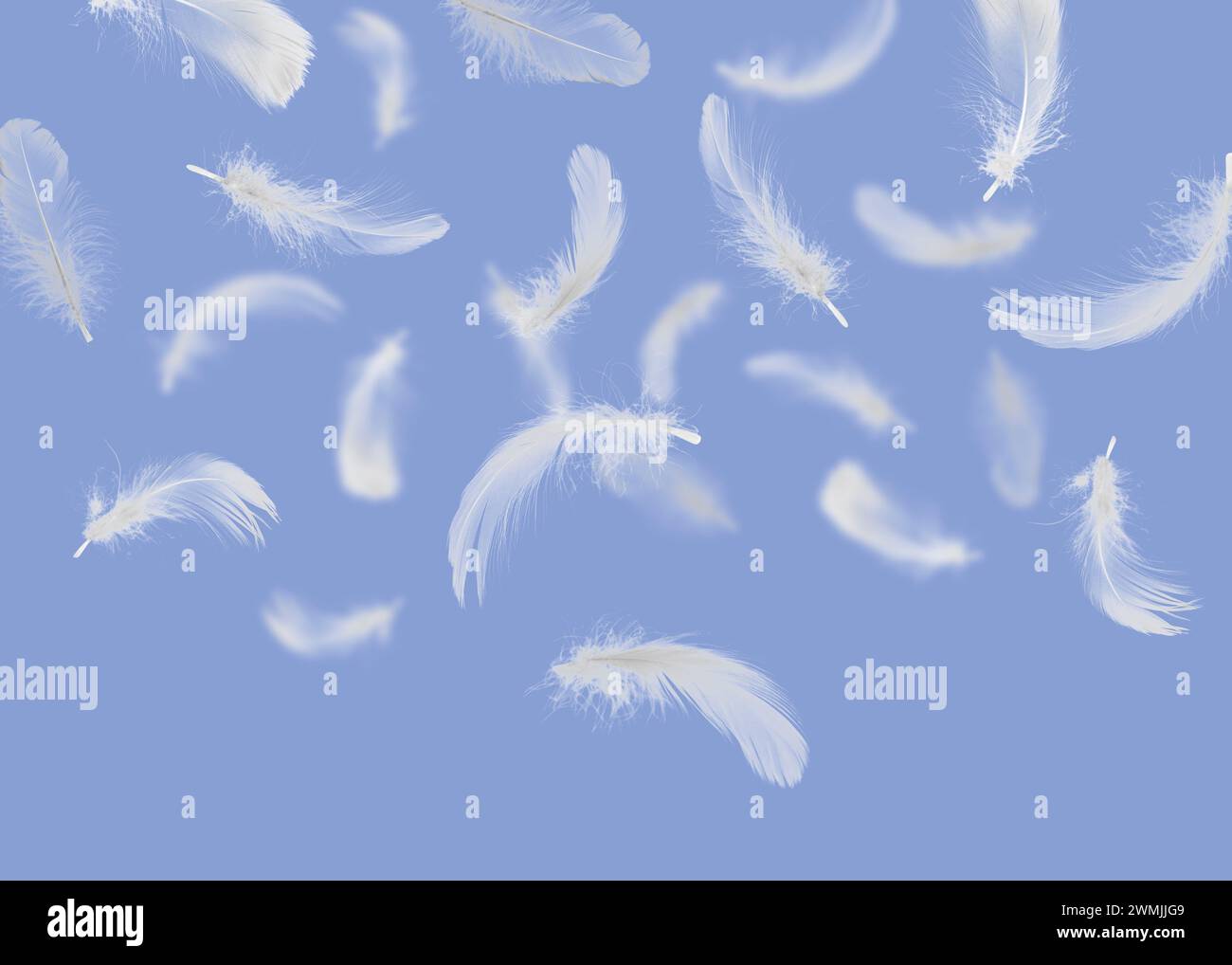 Fluffy bird feathers falling on violet background Stock Photo - Alamy