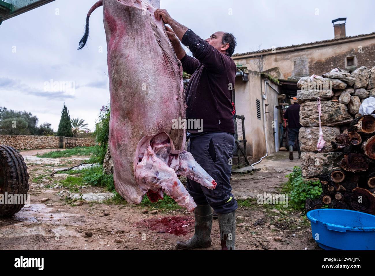 traditional slaughter of the Mallorcan black pig, Mallorca, Balearic ...