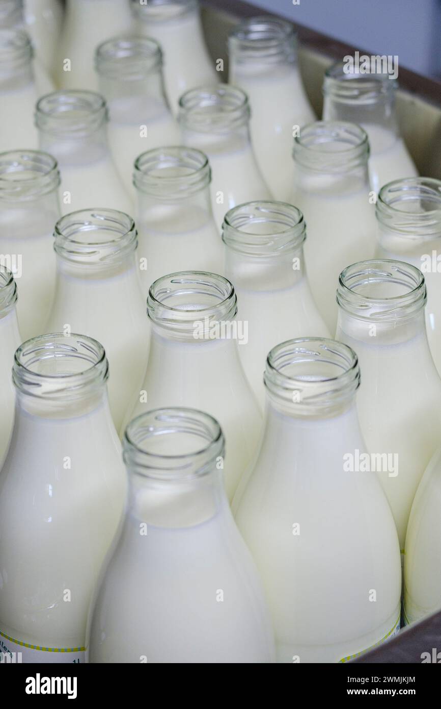 fresh milk, Sa Teulera farm, Petra, Mallorca, Balearic Islands, Spain ...