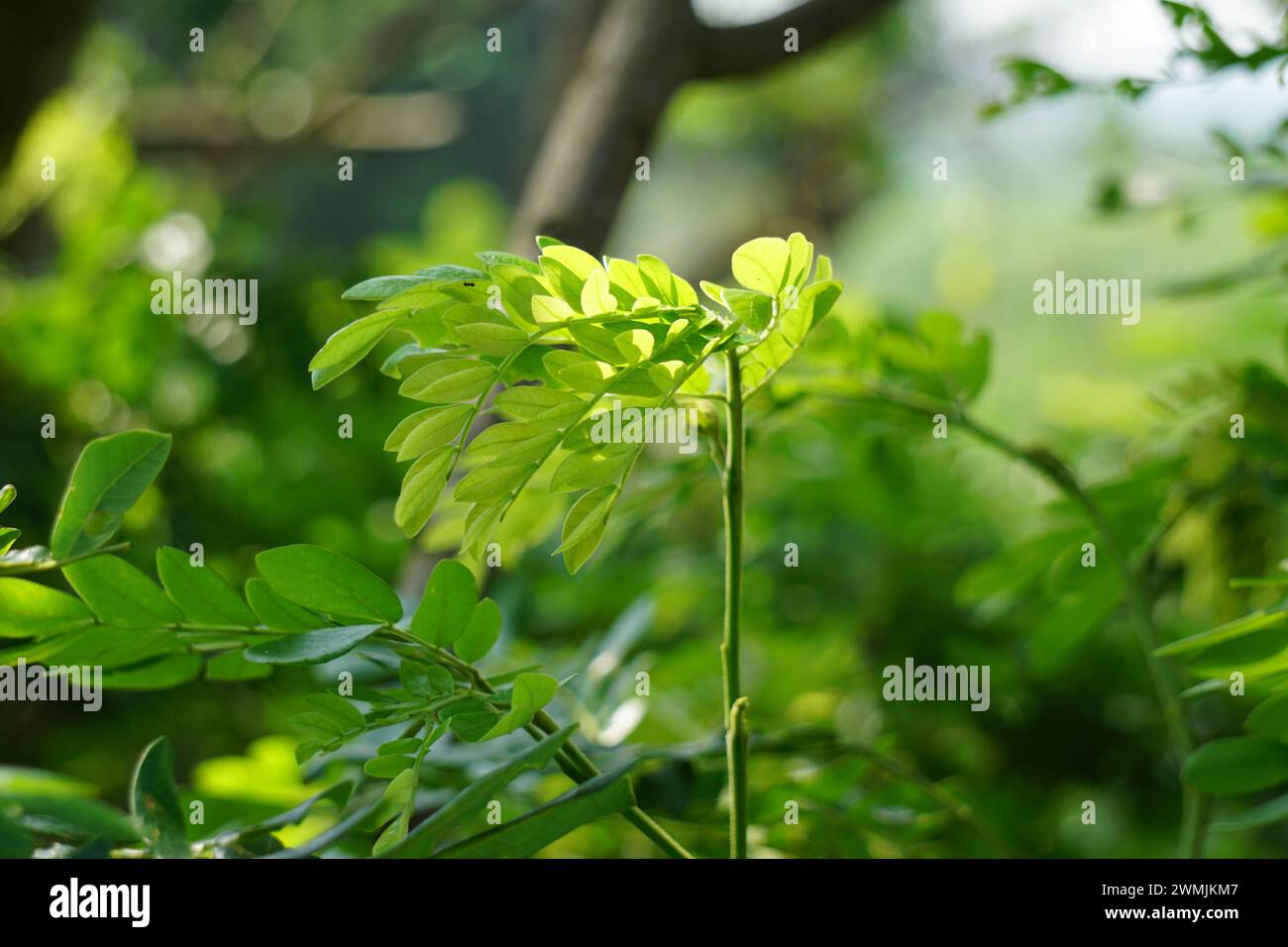 Monkey pod tree hi-res stock photography and images - Alamy