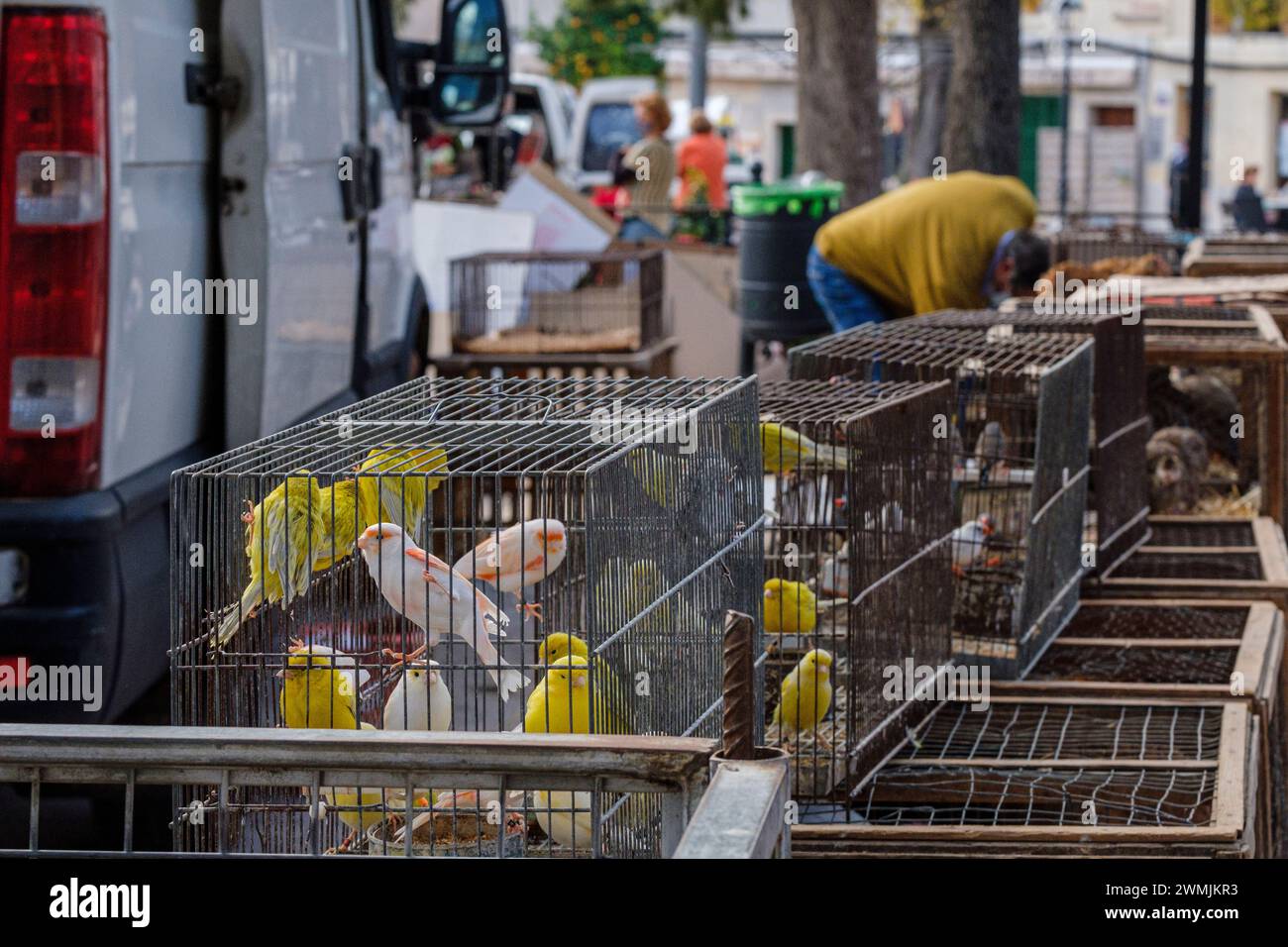 cage with canaries for sale, weekly market, Sineu, Mallorca, Balearic ...