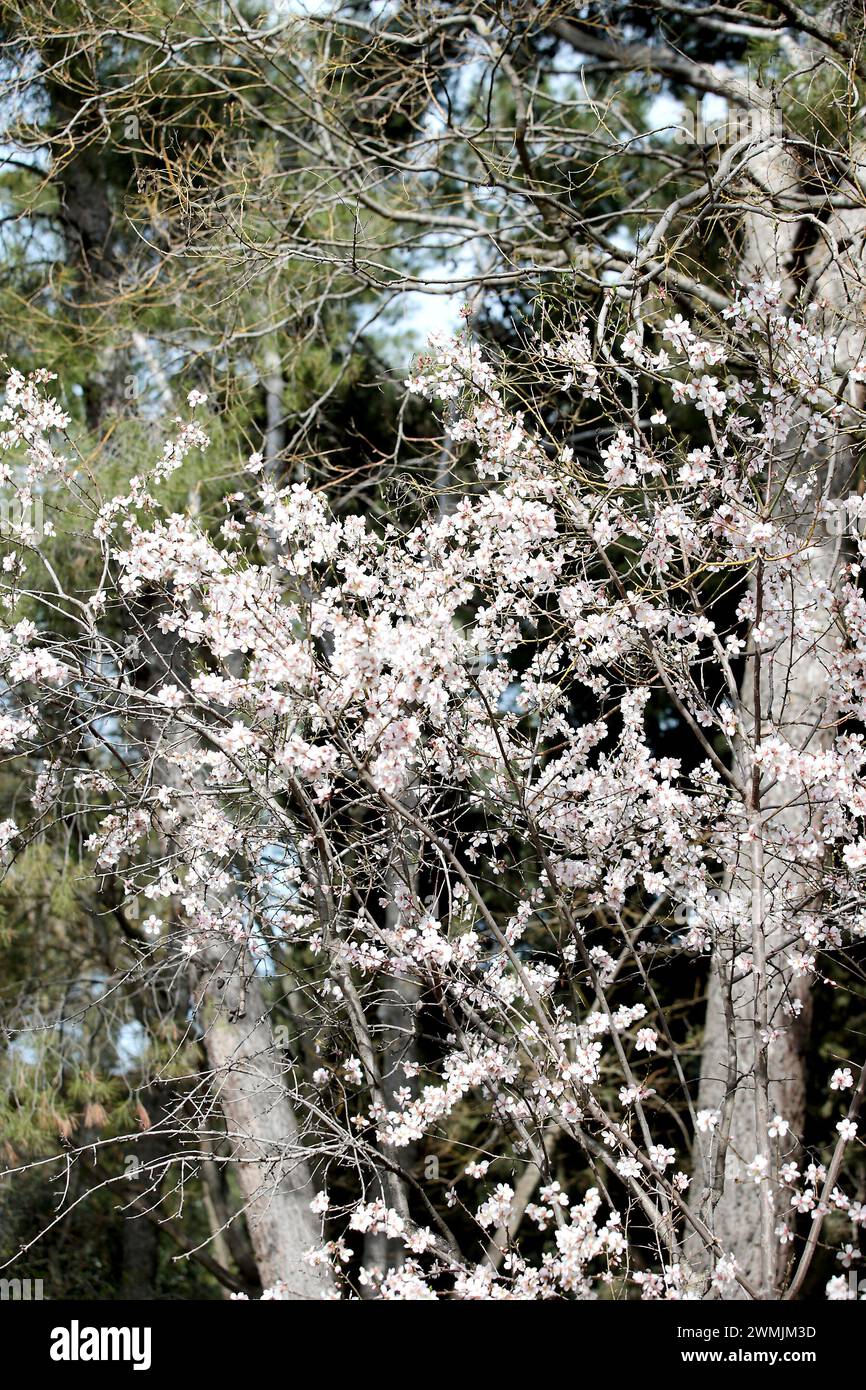 Almont trees hi-res stock photography and images - Alamy