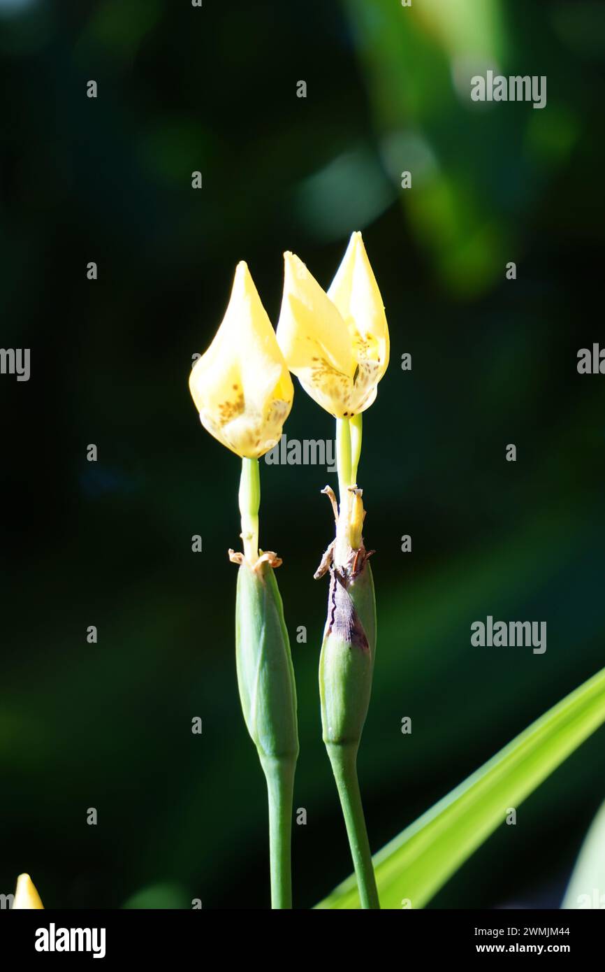 Trimezia plant hi-res stock photography and images - Alamy