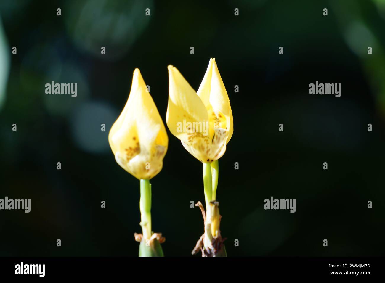 Trimezia plant hi-res stock photography and images - Alamy