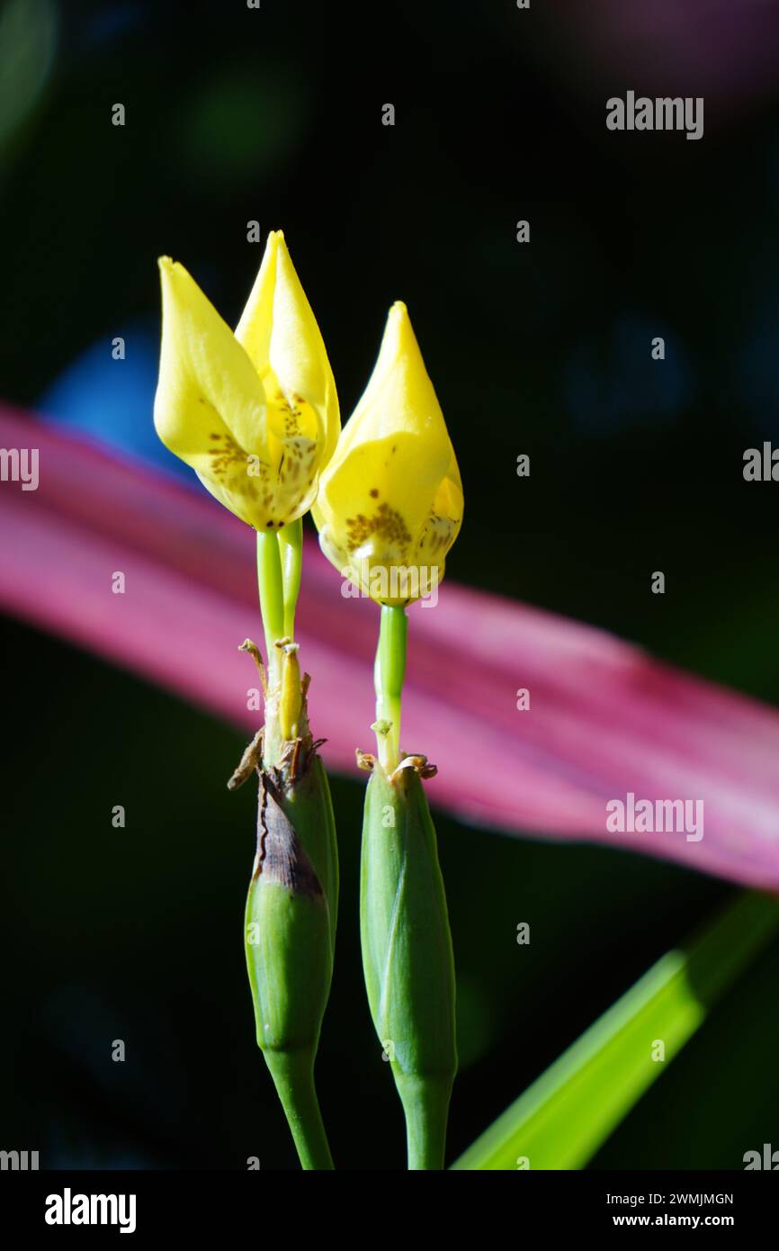 Trimezia plant hi-res stock photography and images - Alamy