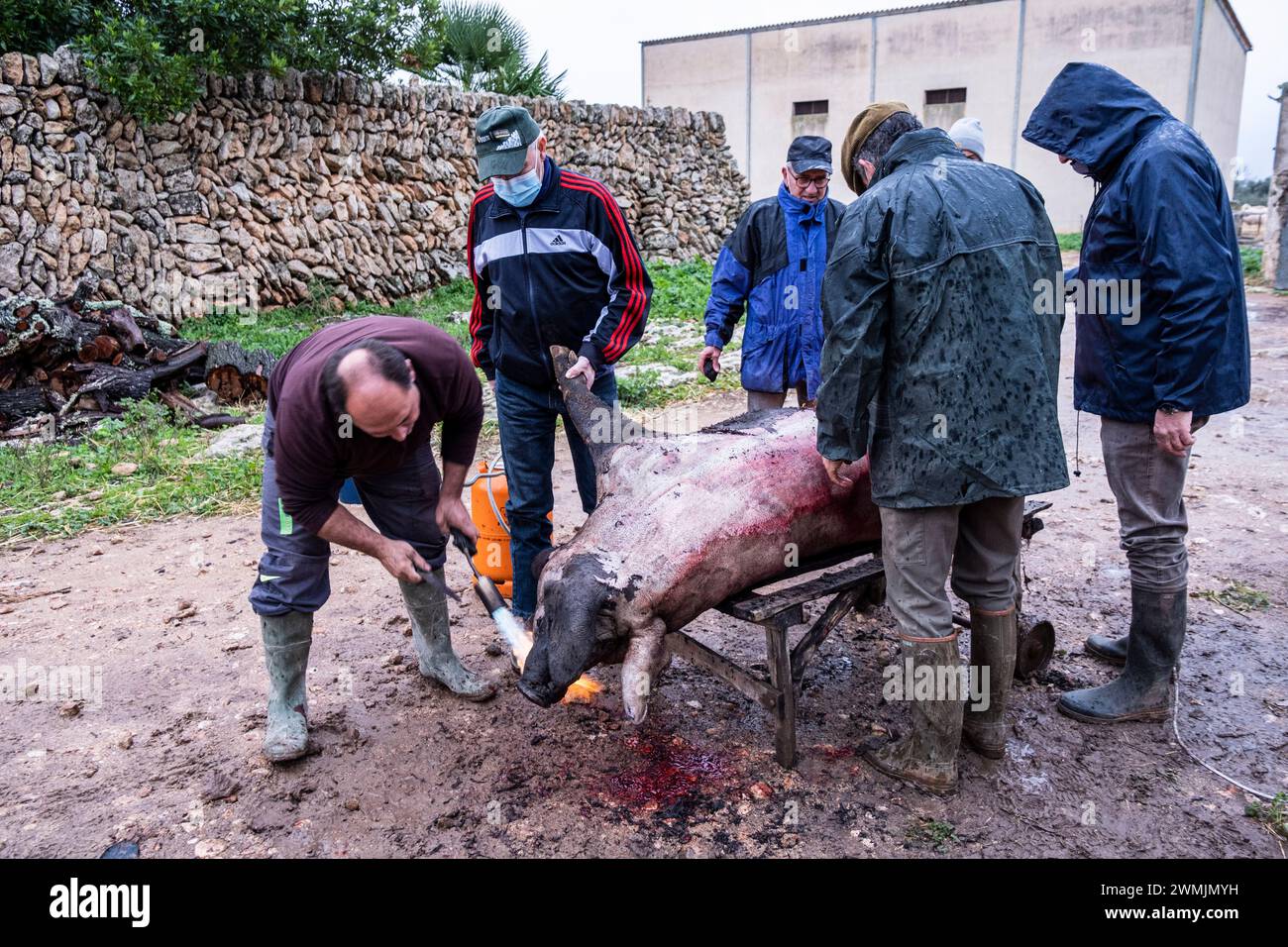 traditional slaughter of the Mallorcan black pig, Mallorca, Balearic ...