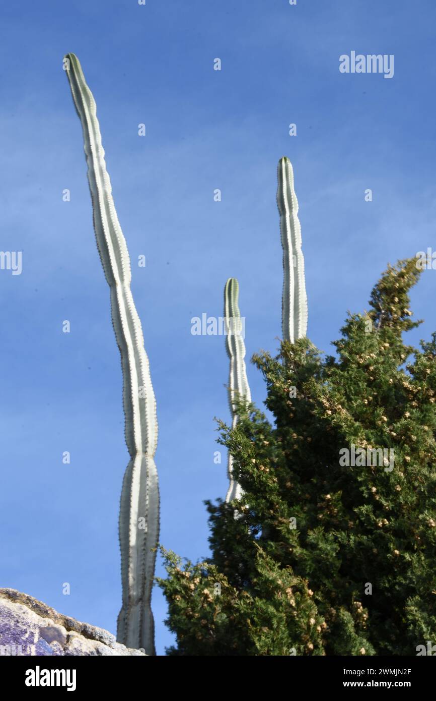 Le cactus autour du château de Faro, Portugal Stock Photo - Alamy