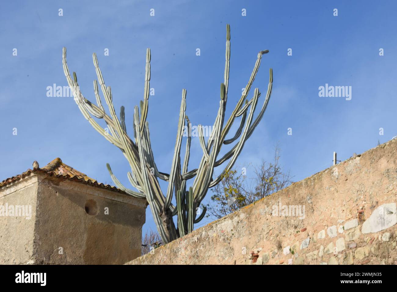 Le cactus autour du château de Faro, Portugal Stock Photo - Alamy