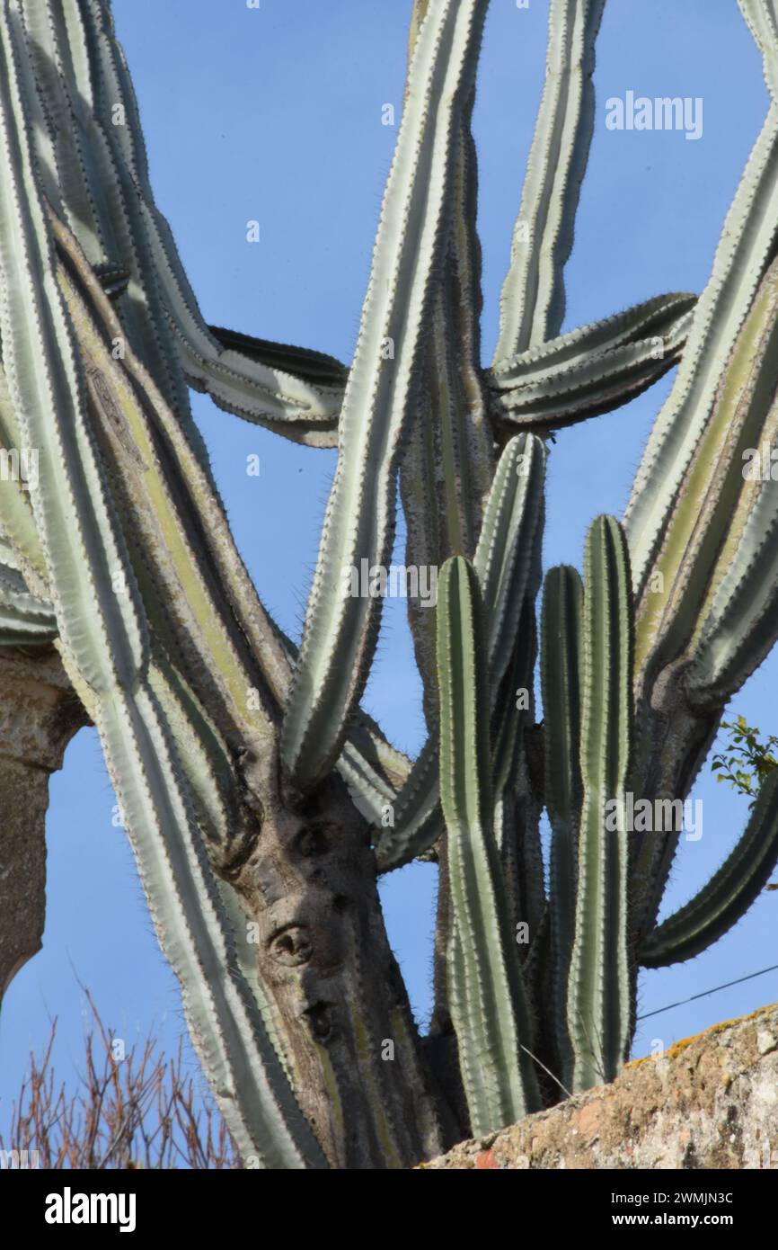Le cactus autour du château de Faro, Portugal Stock Photo - Alamy