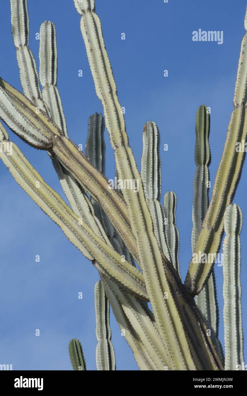 Le cactus autour du château de Faro, Portugal Stock Photo - Alamy
