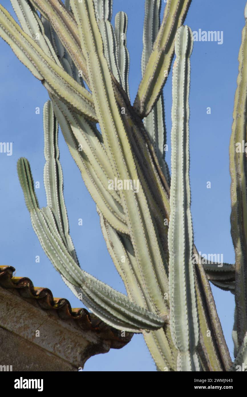 Le cactus autour du château de Faro, Portugal Stock Photo - Alamy