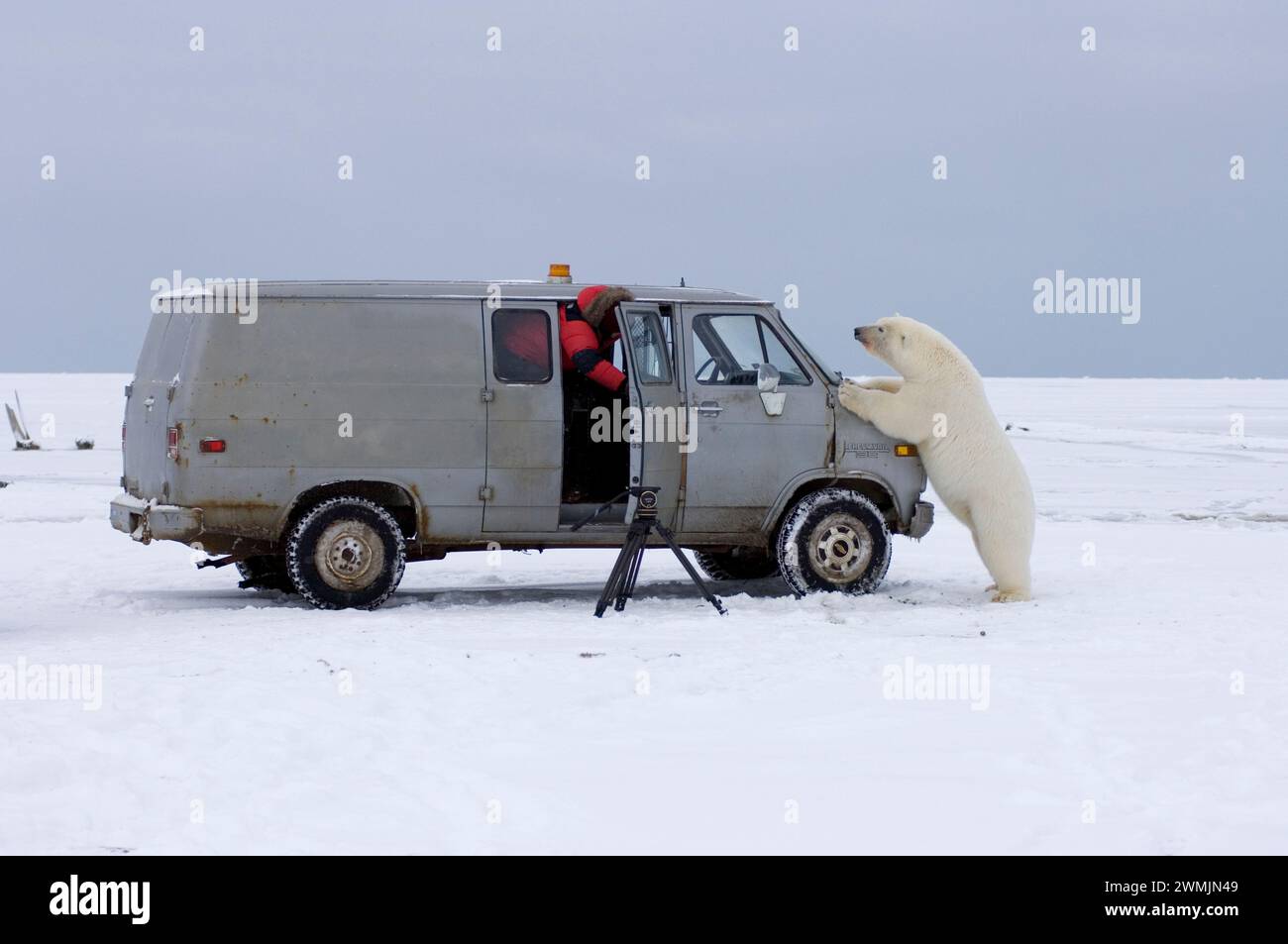 polar bear, Ursus maritimus, checks out filmmaker Art Smith off the ...