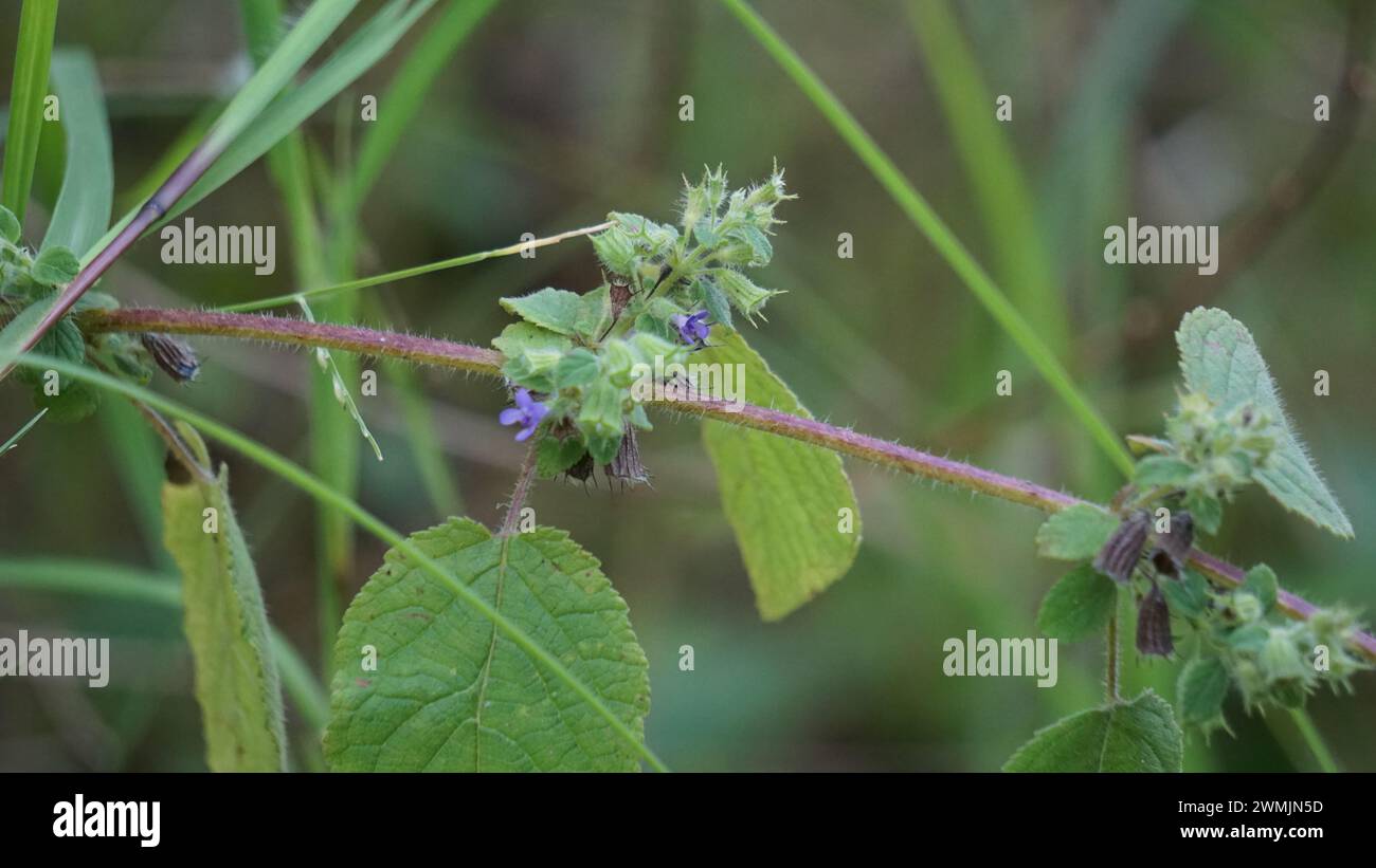Waltheria indica (Also called Waltheria indica, Malvaceae, sleepy ...