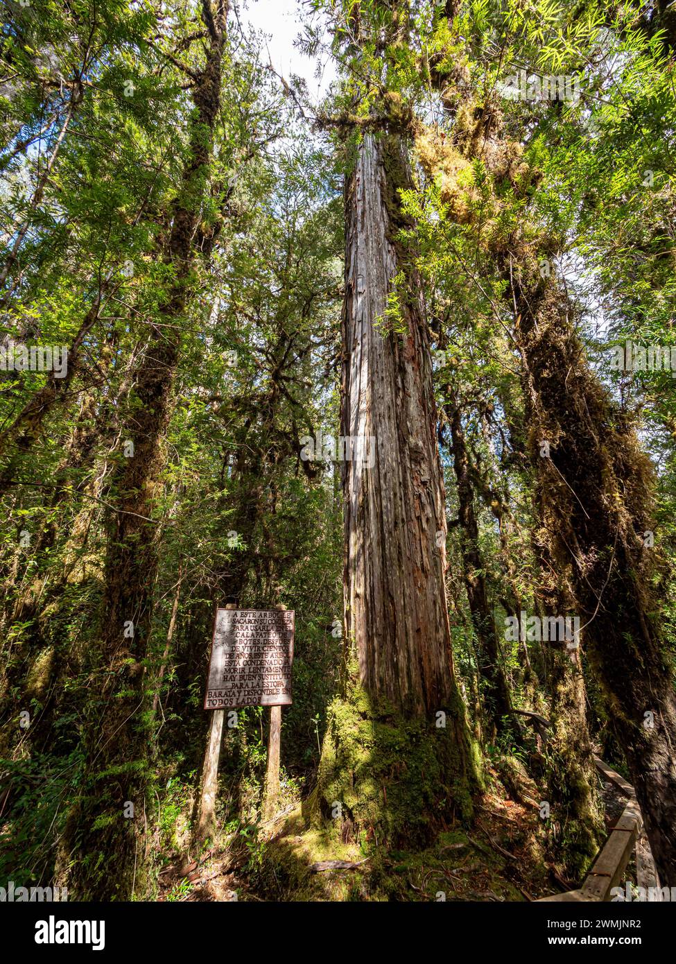 Alerce tree hi-res stock photography and images - Alamy