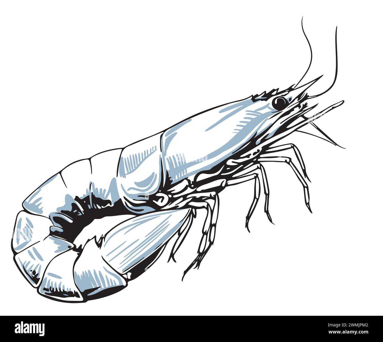 Prawn tail Stock Vector Images - Alamy