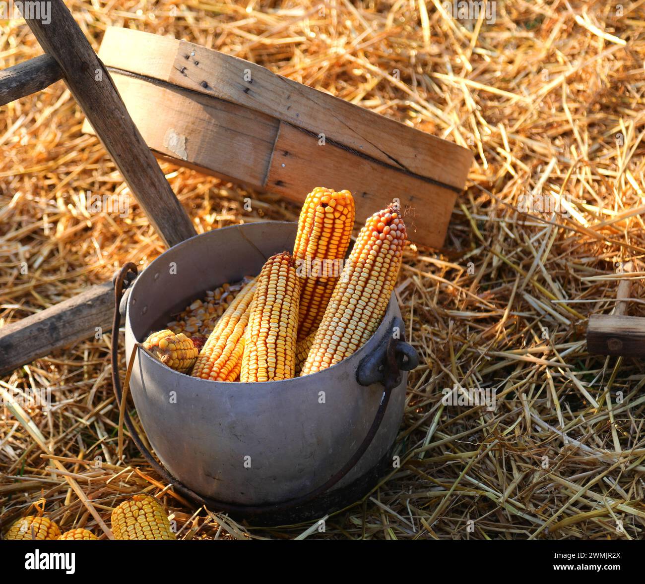 Ears of corn which are inside the pot lying on the straw after being ...