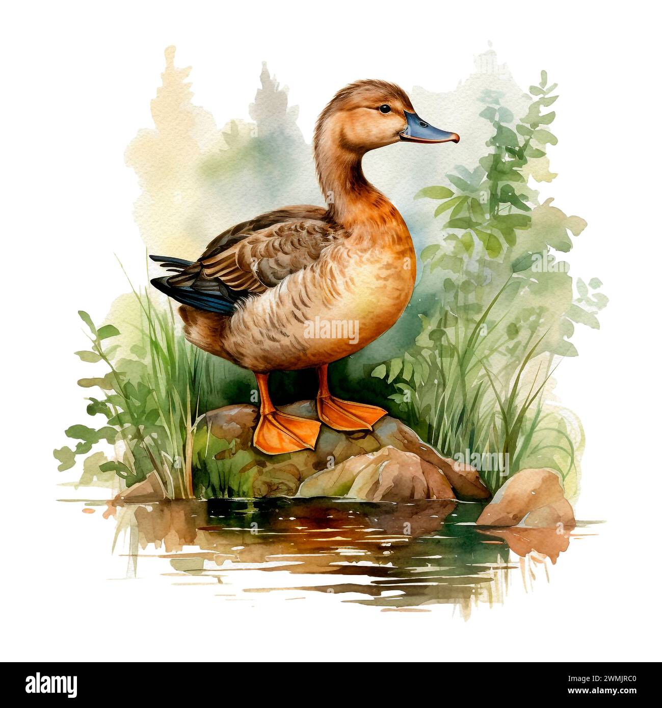 Watercolor duck and plants of lake. Hand drawn illustration Isolated on ...