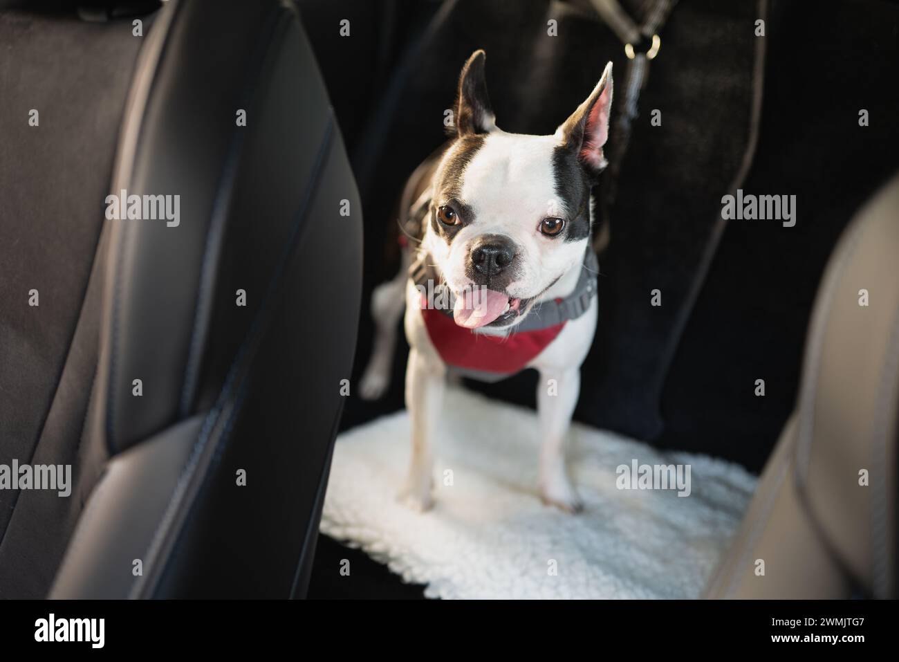 Boston Terrier dog standing on the back seat of a car. Her tongue is ...