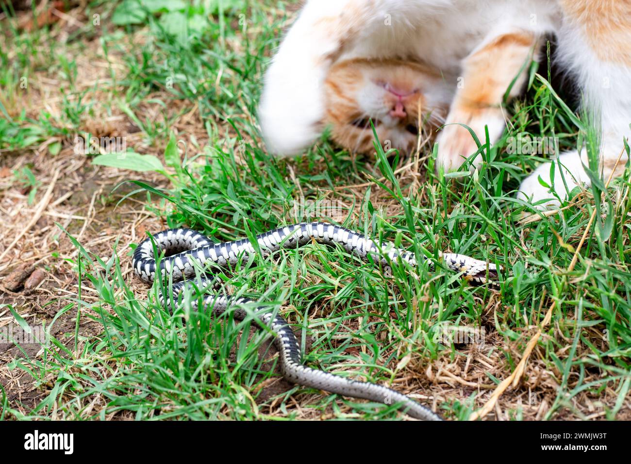 Snake hunters hi-res stock photography and images - Alamy