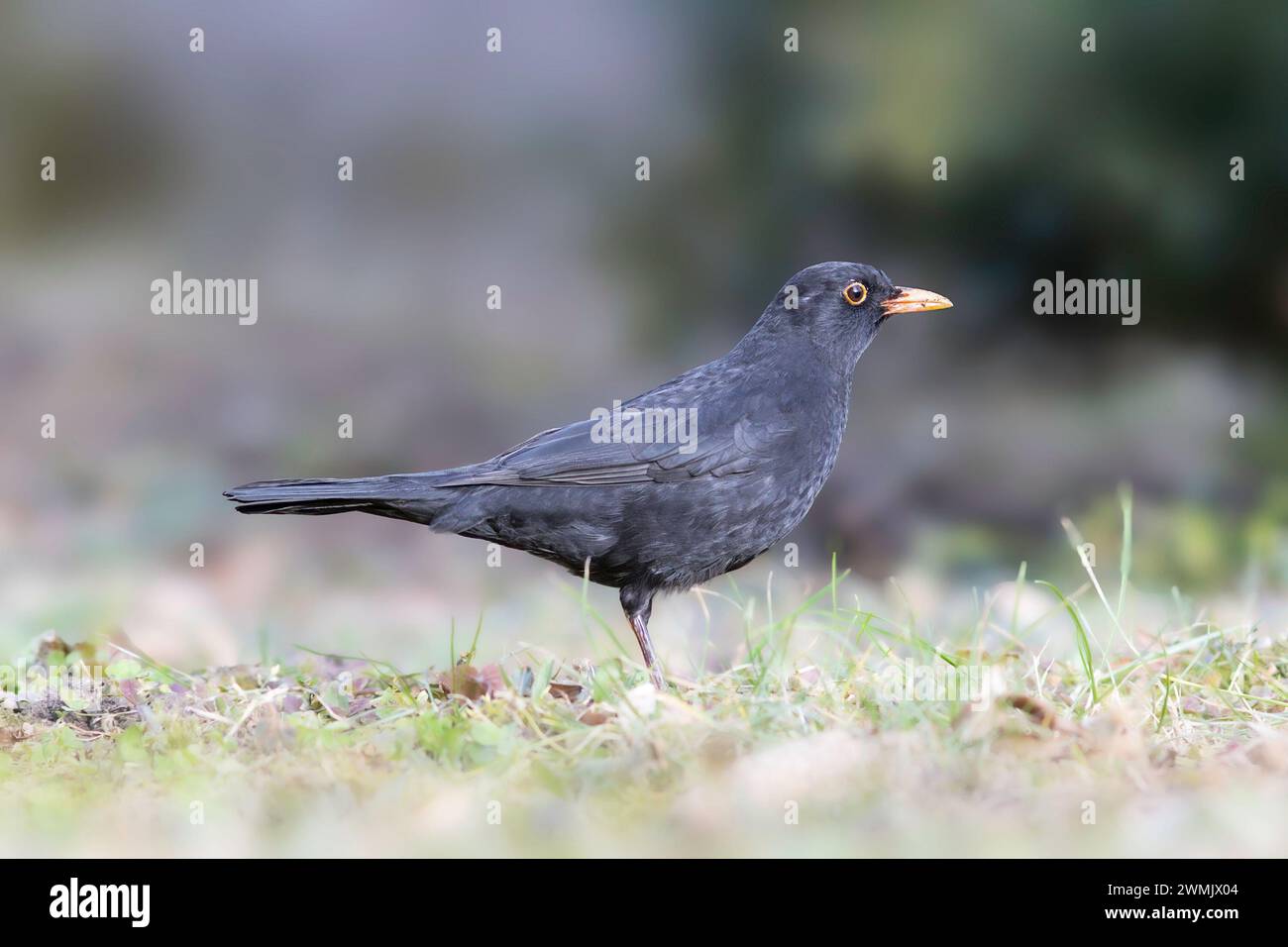 male Turdus merula in the park, the beautiful common european blackbird ...
