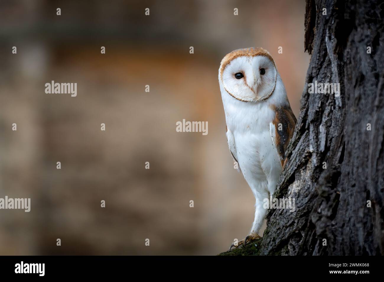 The barn owl (Tyto alba) is the most widely distributed species of owl ...
