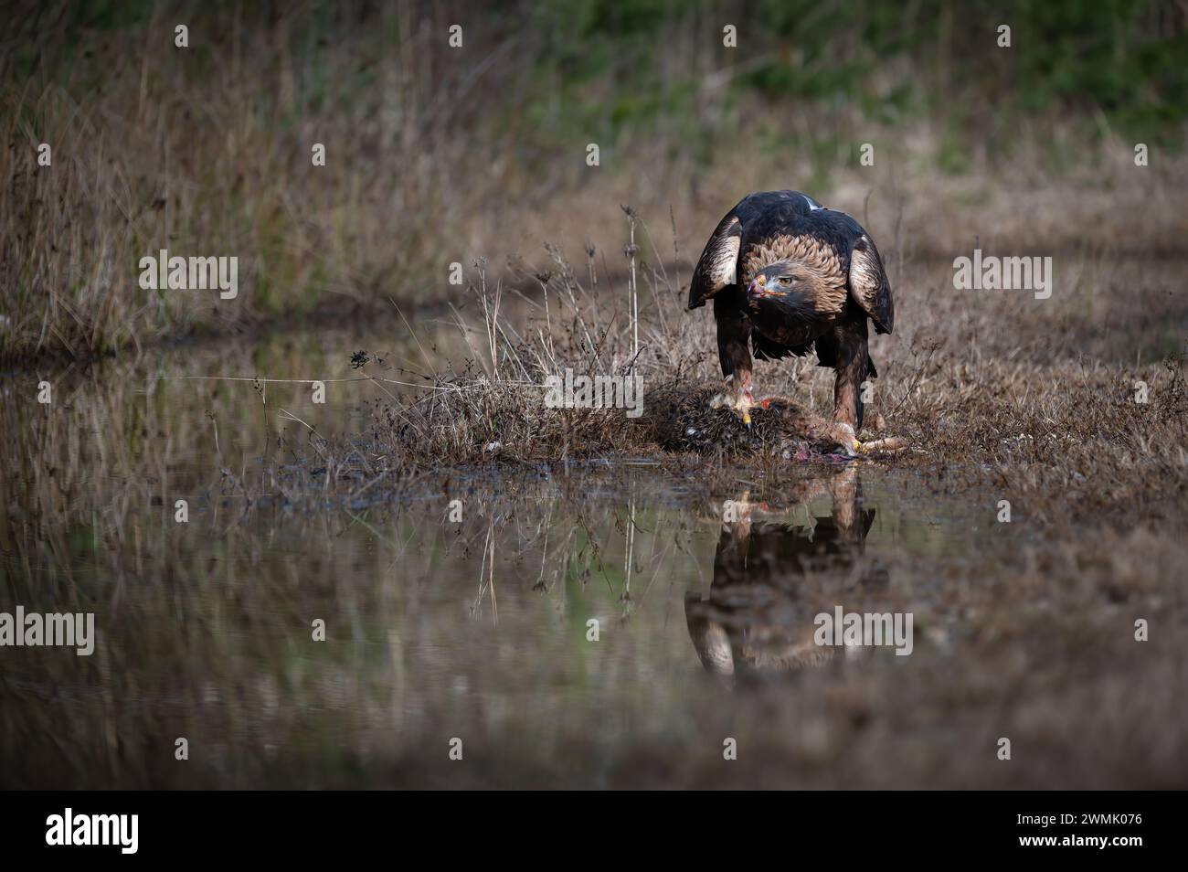 The golden eagle (Aquila chrysaetos), a bird of prey living in the ...