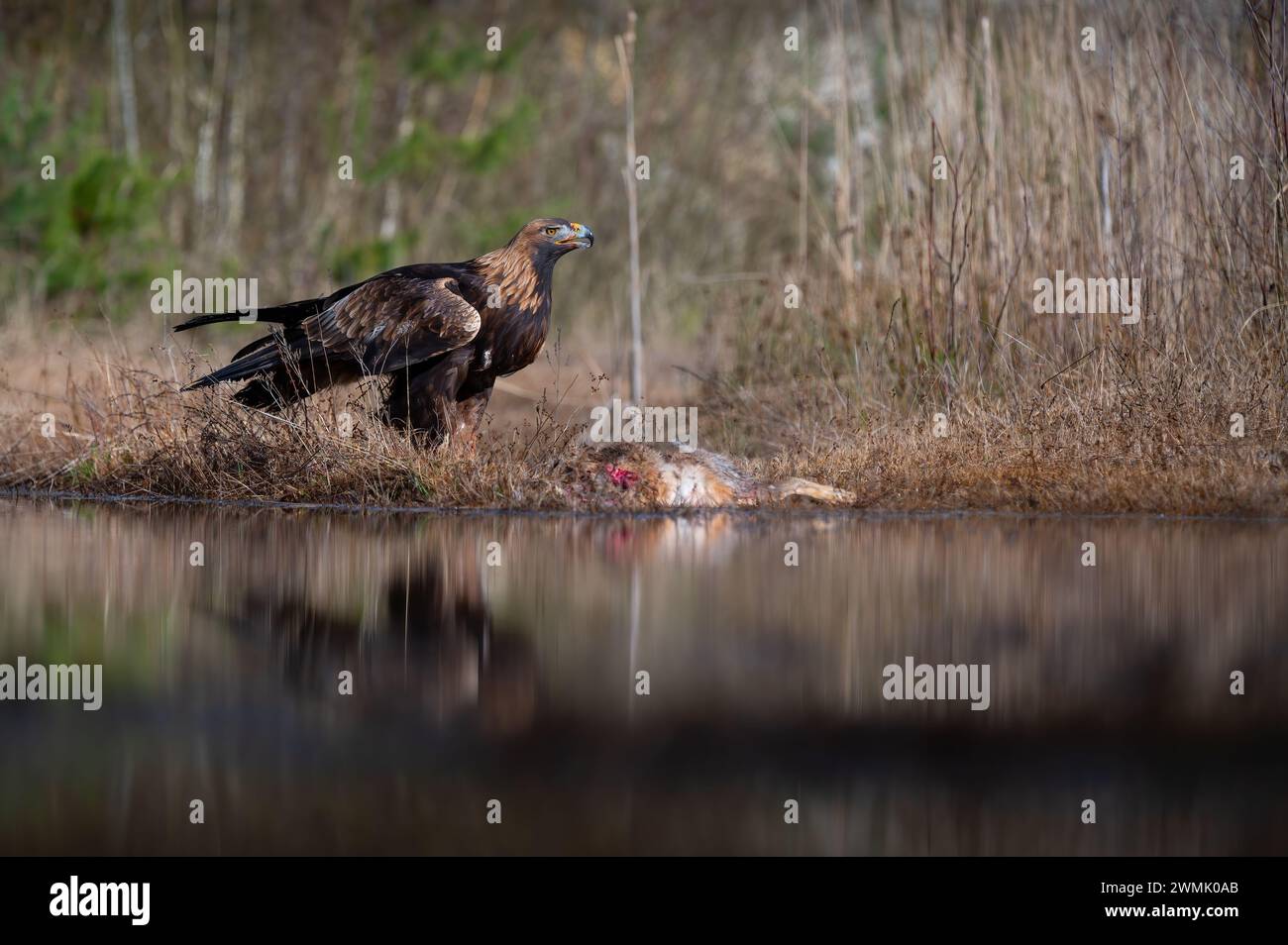 The golden eagle (Aquila chrysaetos), a bird of prey living in the ...