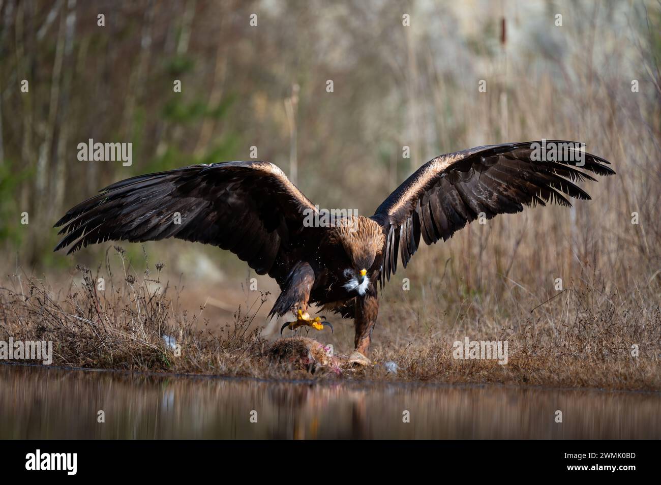 The golden eagle (Aquila chrysaetos), a bird of prey living in the ...