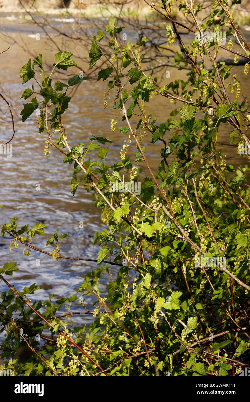 Ribes rubrum 'Wild Red Current' – FLOWERS Stock Photo - Alamy