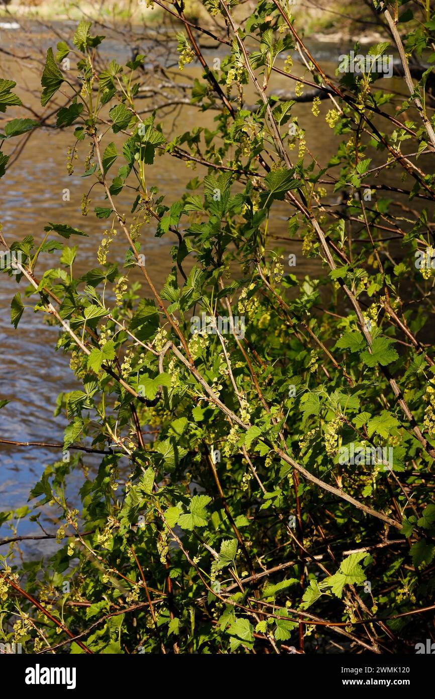 Wild current hi-res stock photography and images - Alamy