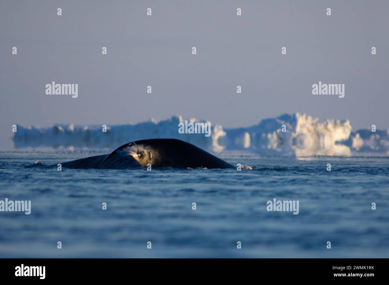 bowhead whale, Balaena mysticetus, in an open lead in the Chukchi Sea ...
