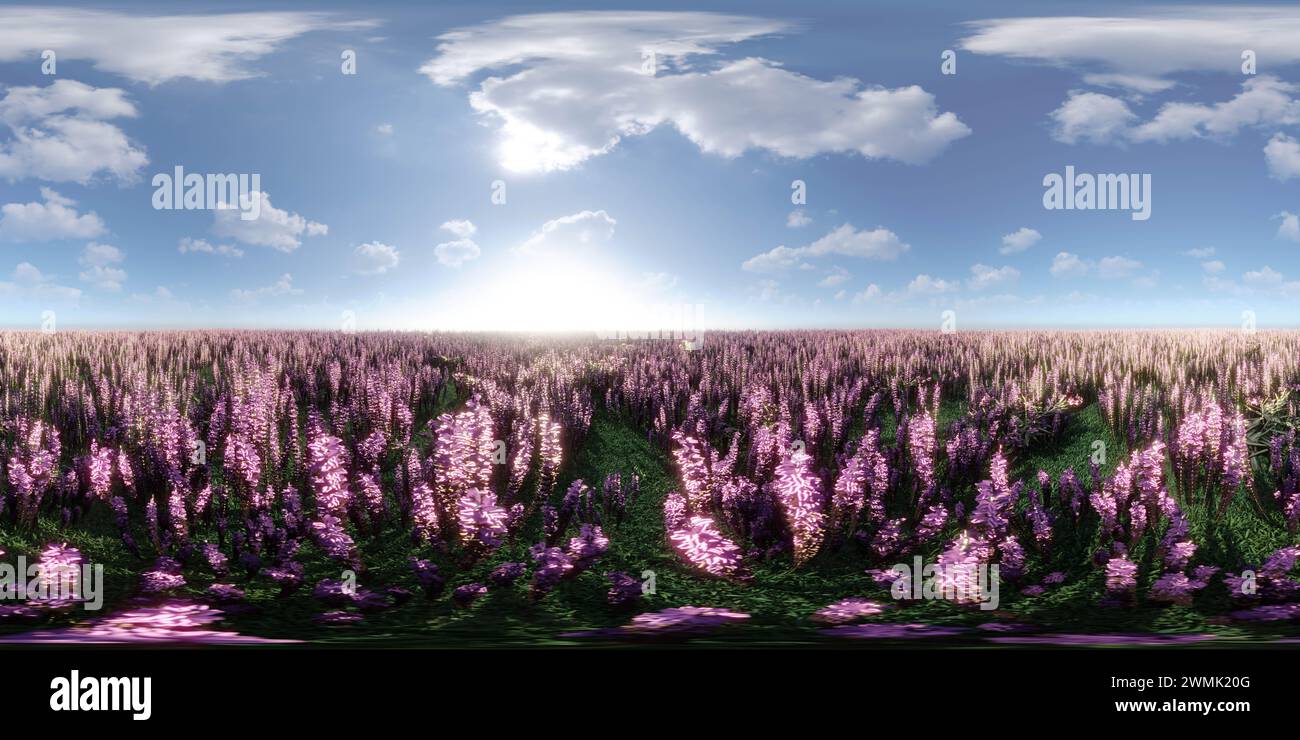 Field of purple flowers under a blue sky 360 panorama vr environment ...