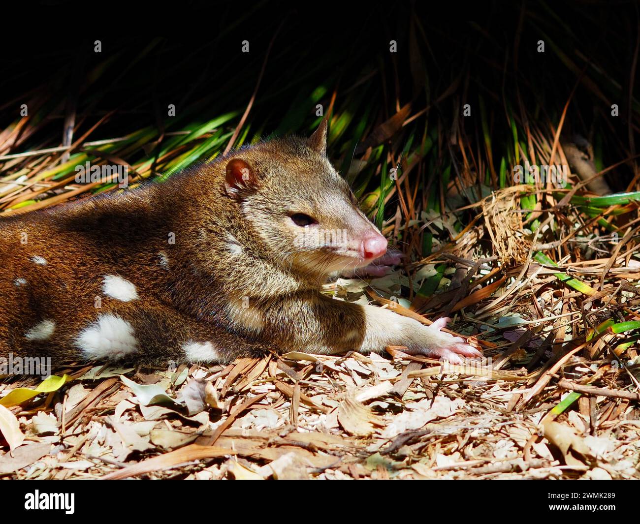 Wonderful striking Spotted-tailed Quoll relaxing in the sunshine Stock ...