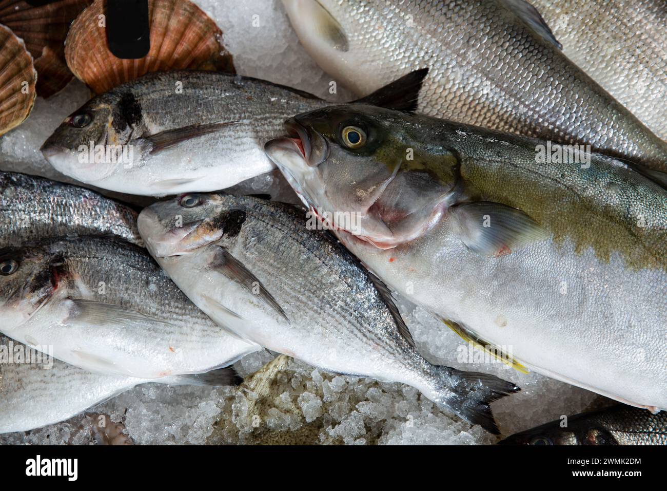 Fresh fish and seafood counter on market. A variety of different ...
