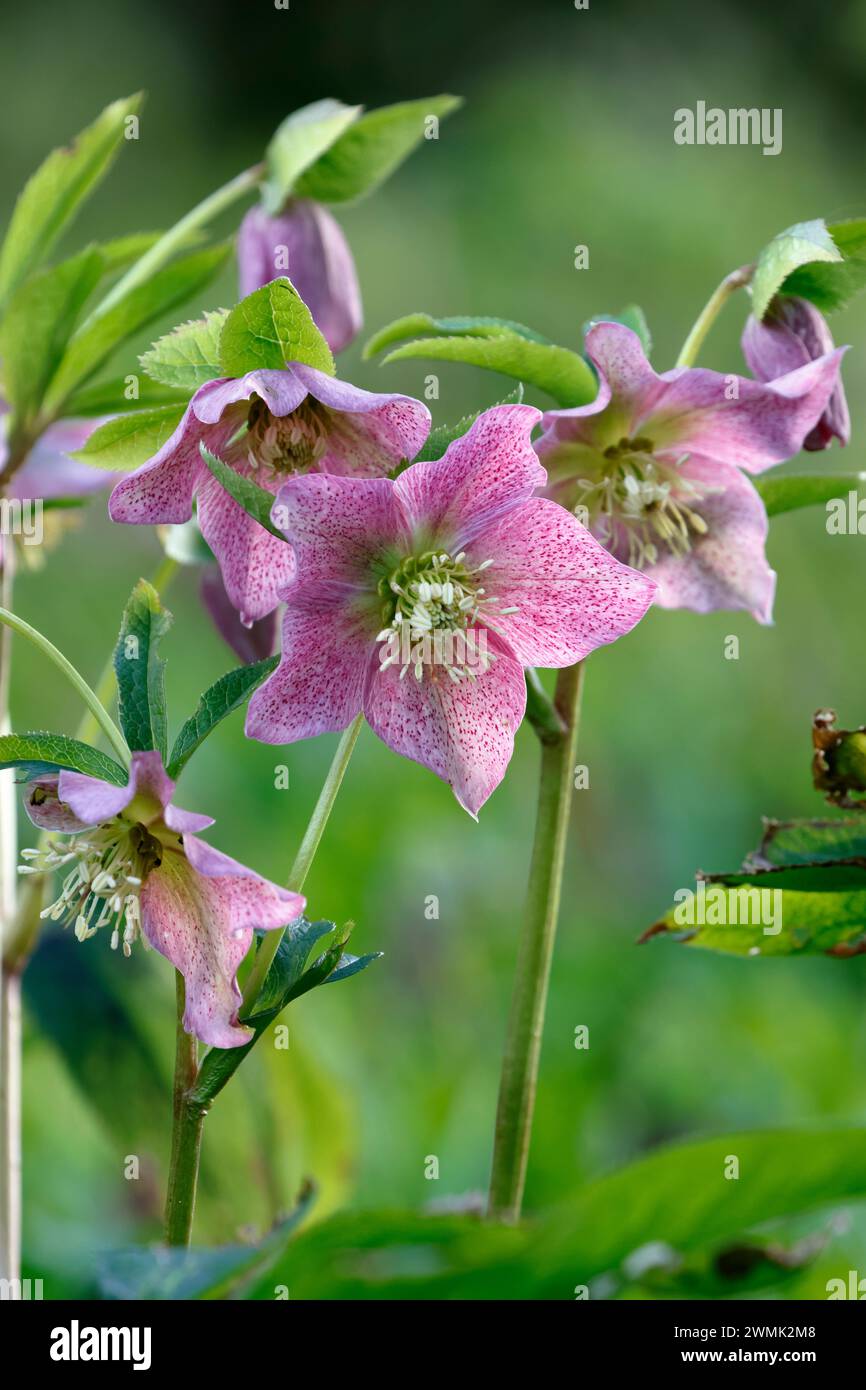 Spring blooming shade garden plants hi-res stock photography and images ...