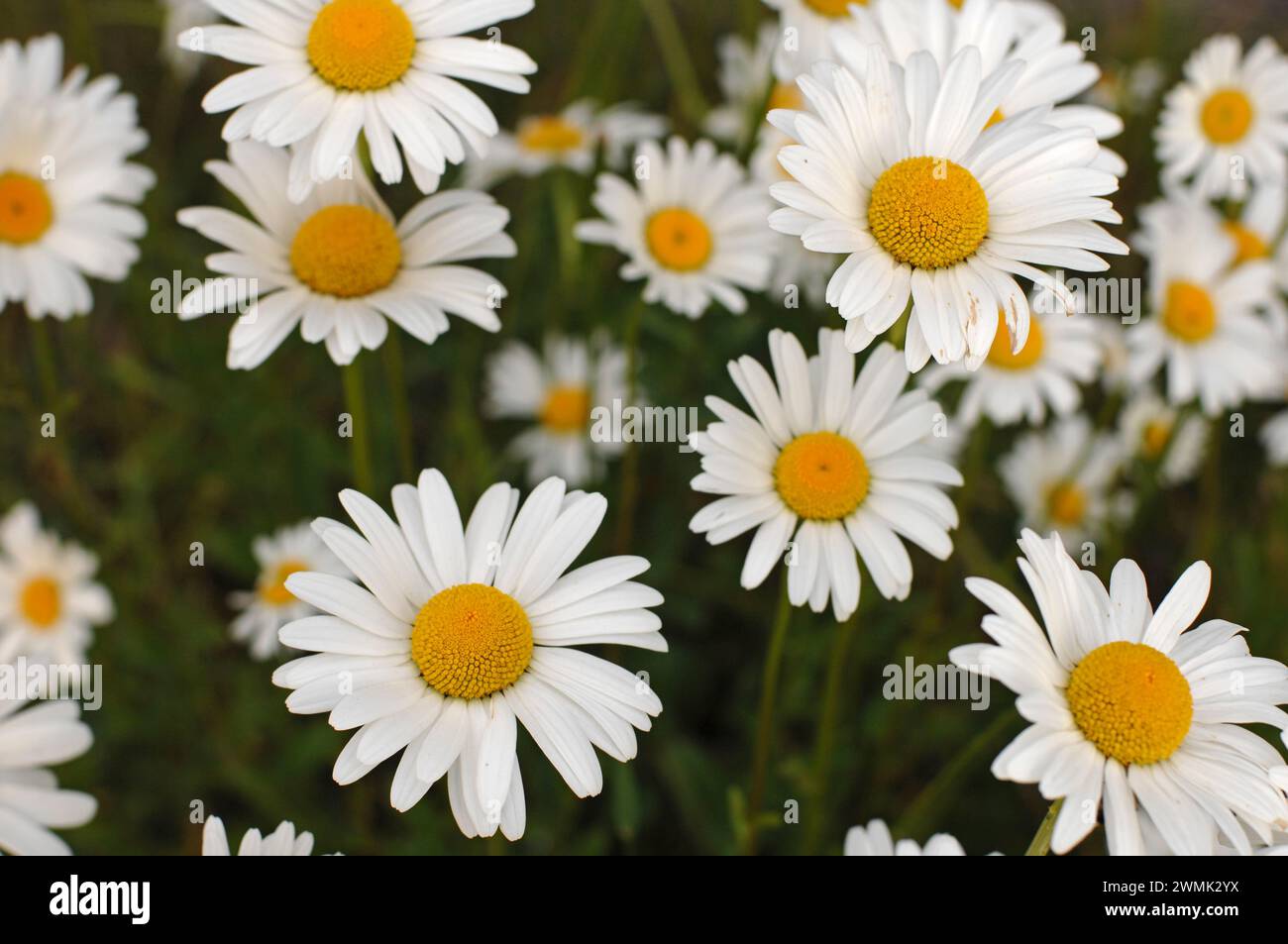 Beautiful giant daisy flowers hi-res stock photography and images - Alamy