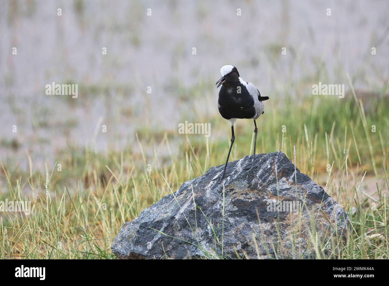 Blacksmith lapwing (Vanellus armatus), also known as the Blacksmith ...