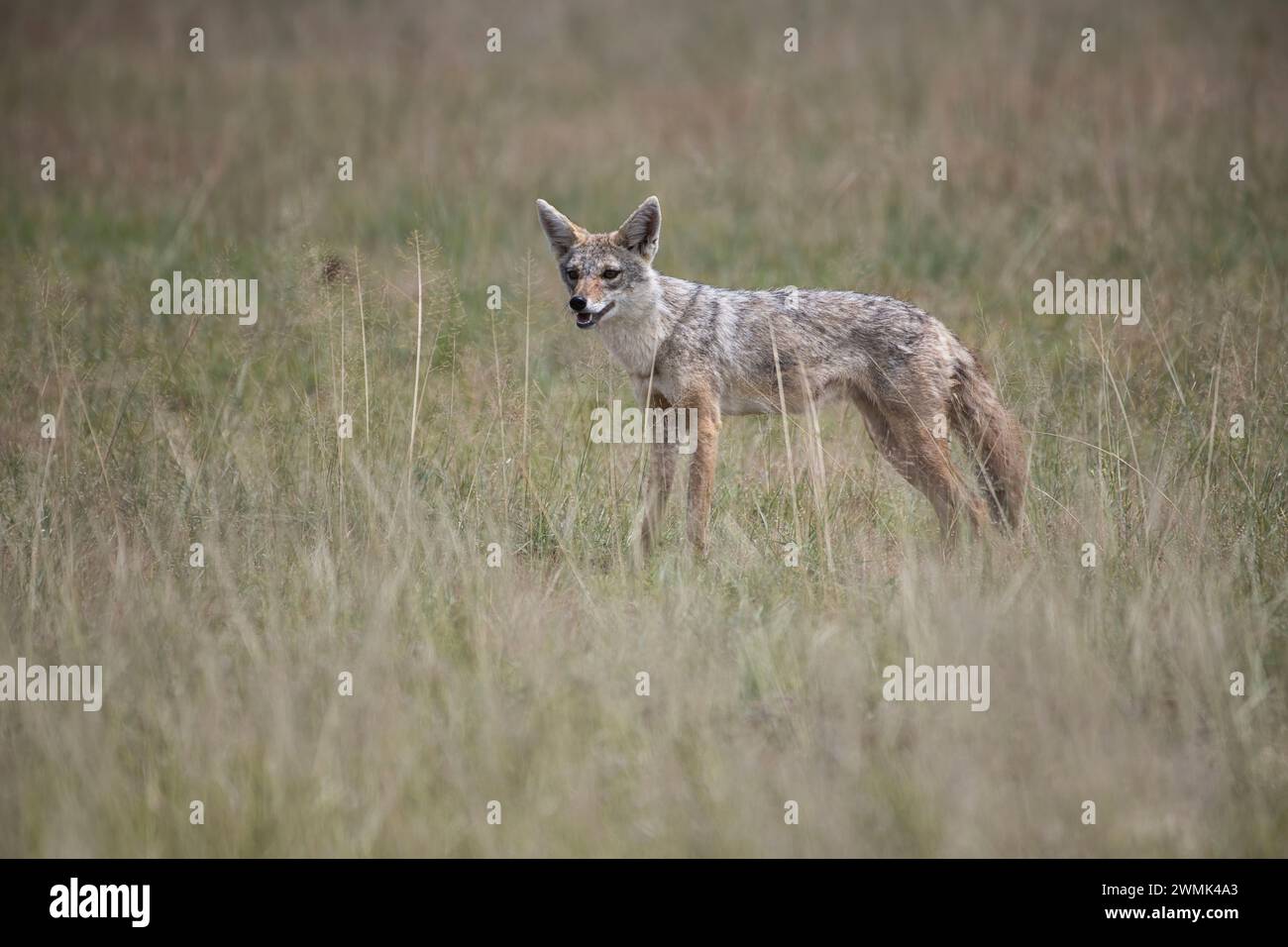 Golden common jackal hi-res stock photography and images - Alamy