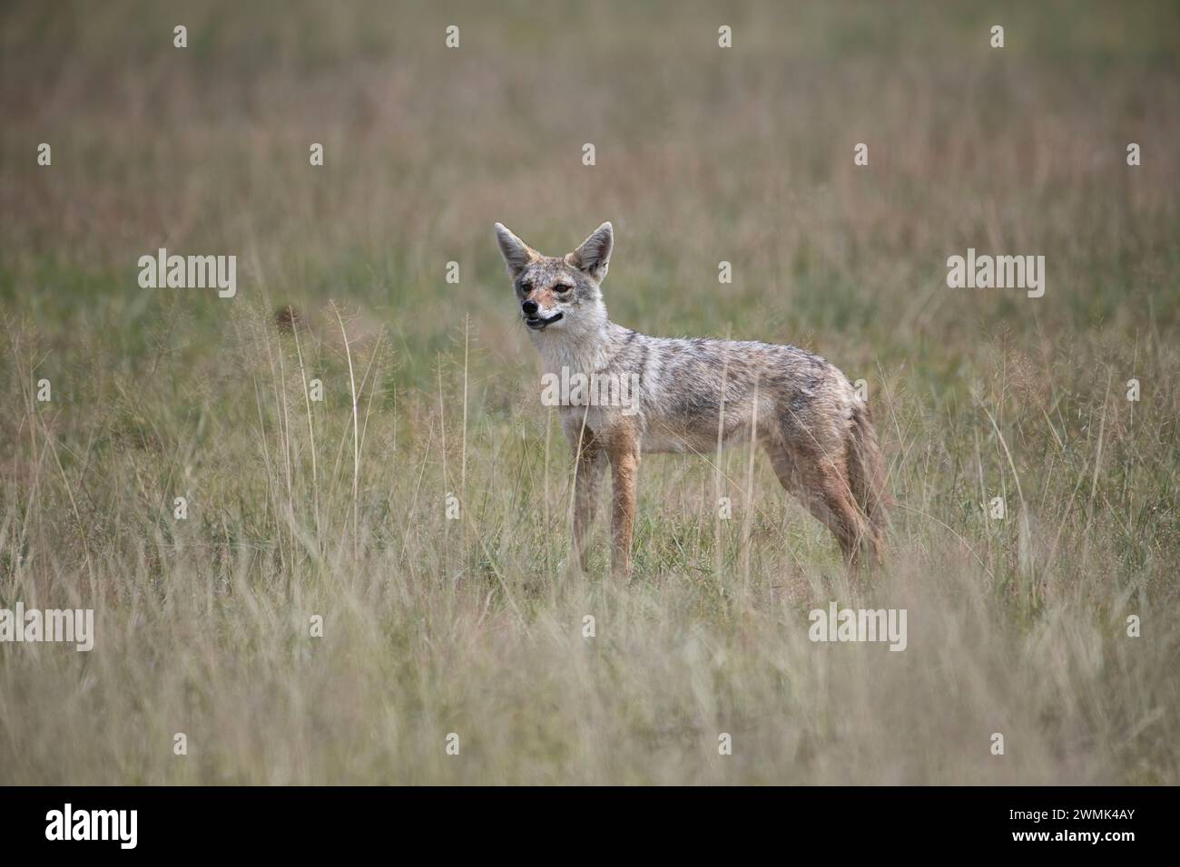 Golden common jackal hi-res stock photography and images - Alamy