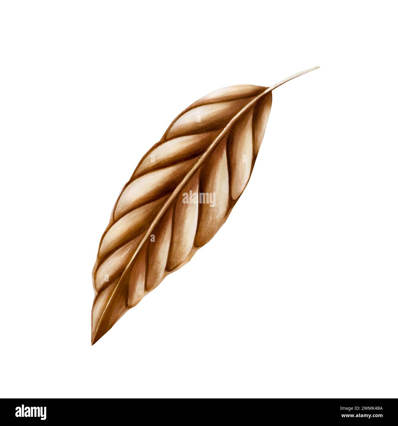 Watercolor dry cocoa leaf. Hand drawn botanical realistic illustration ...