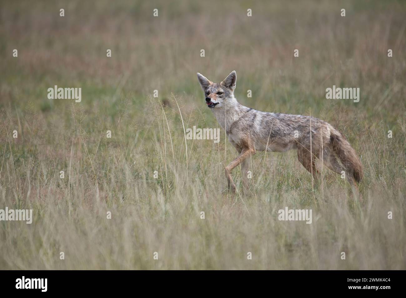 African golden jackal hi-res stock photography and images - Alamy
