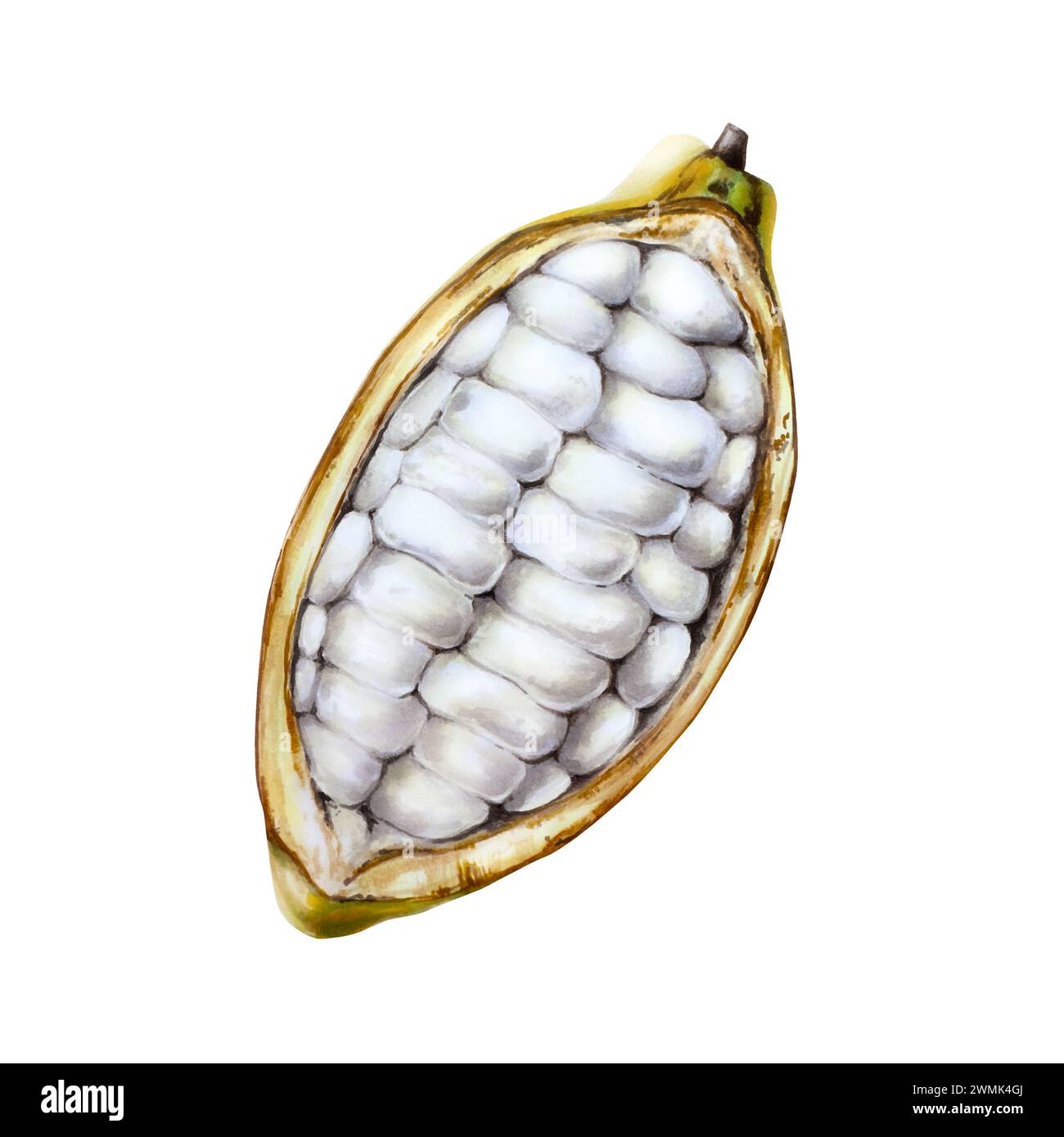 Watercolor open cocoa pod, fruit. Hand drawn half cacao, beens ...