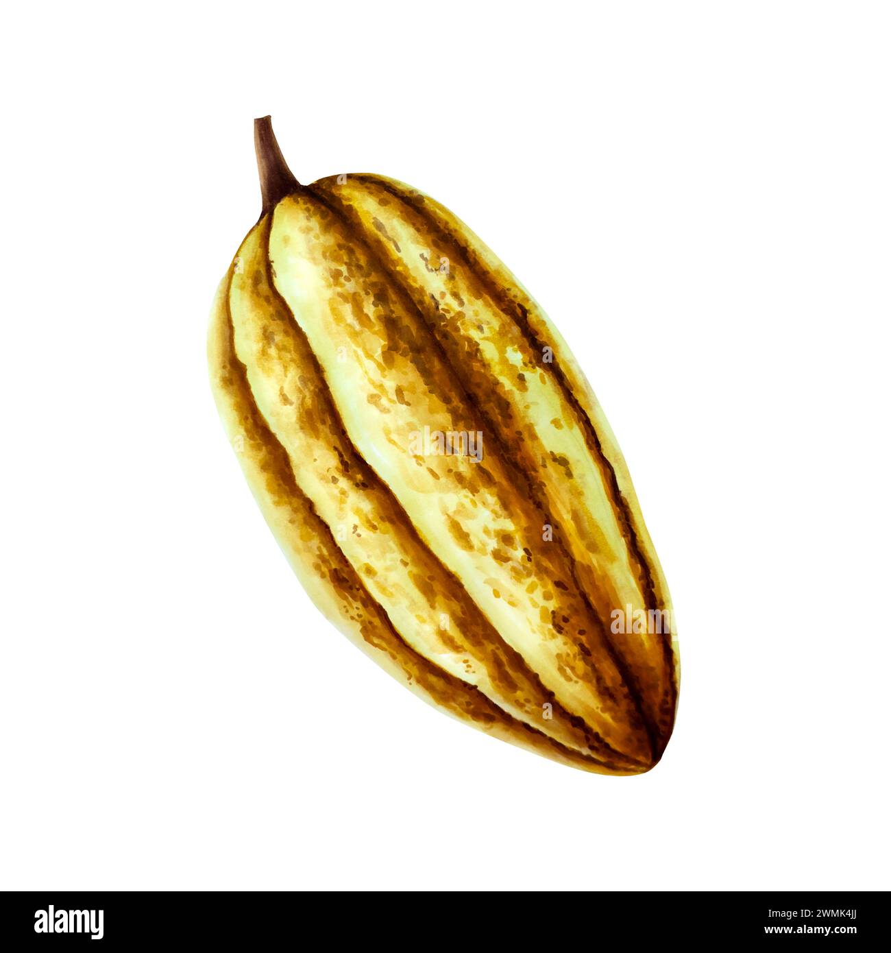 Watercolor cocoa pod, fruit. Hand drawn beens, realistic organic ...