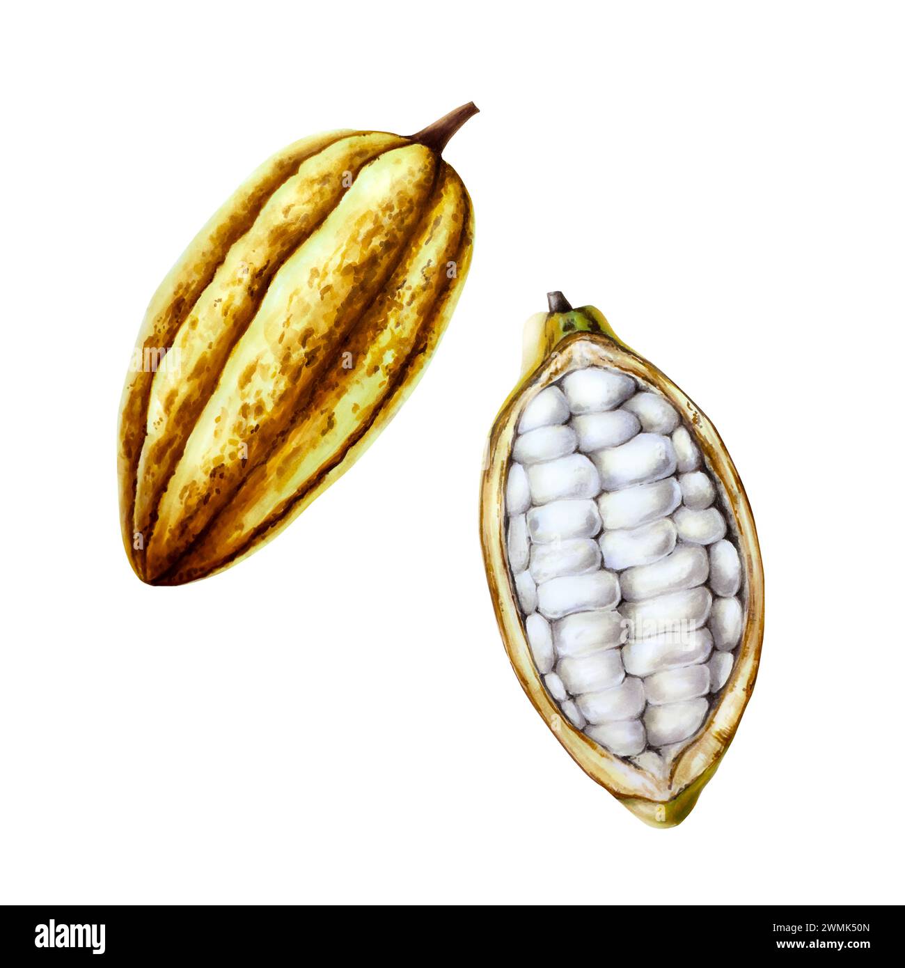 Watercolor open cocoa pod, fruit. Hand drawn half cacao, beens ...