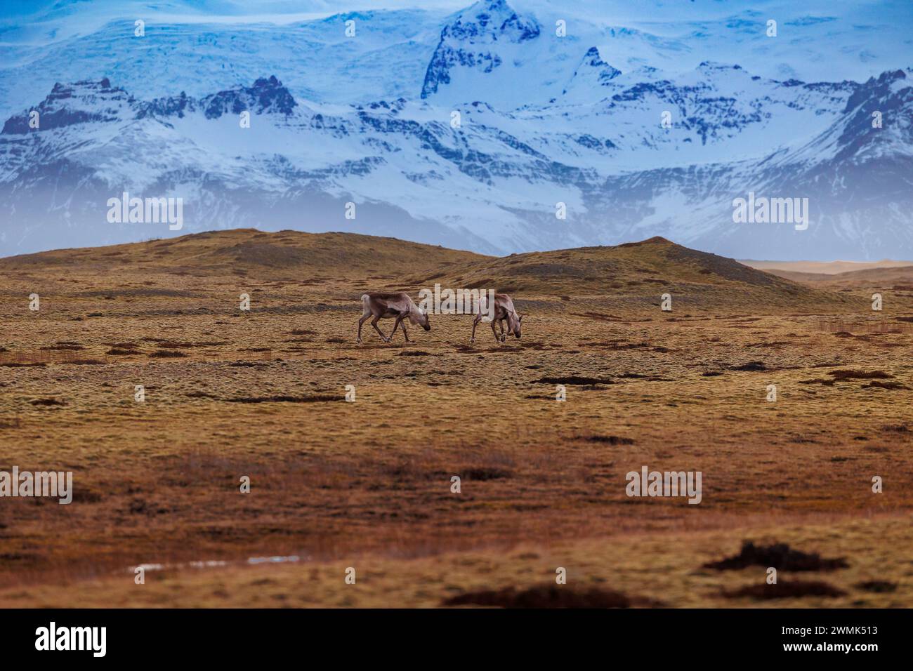Majestic fields in icelandic highlands with animals and snow covered ...
