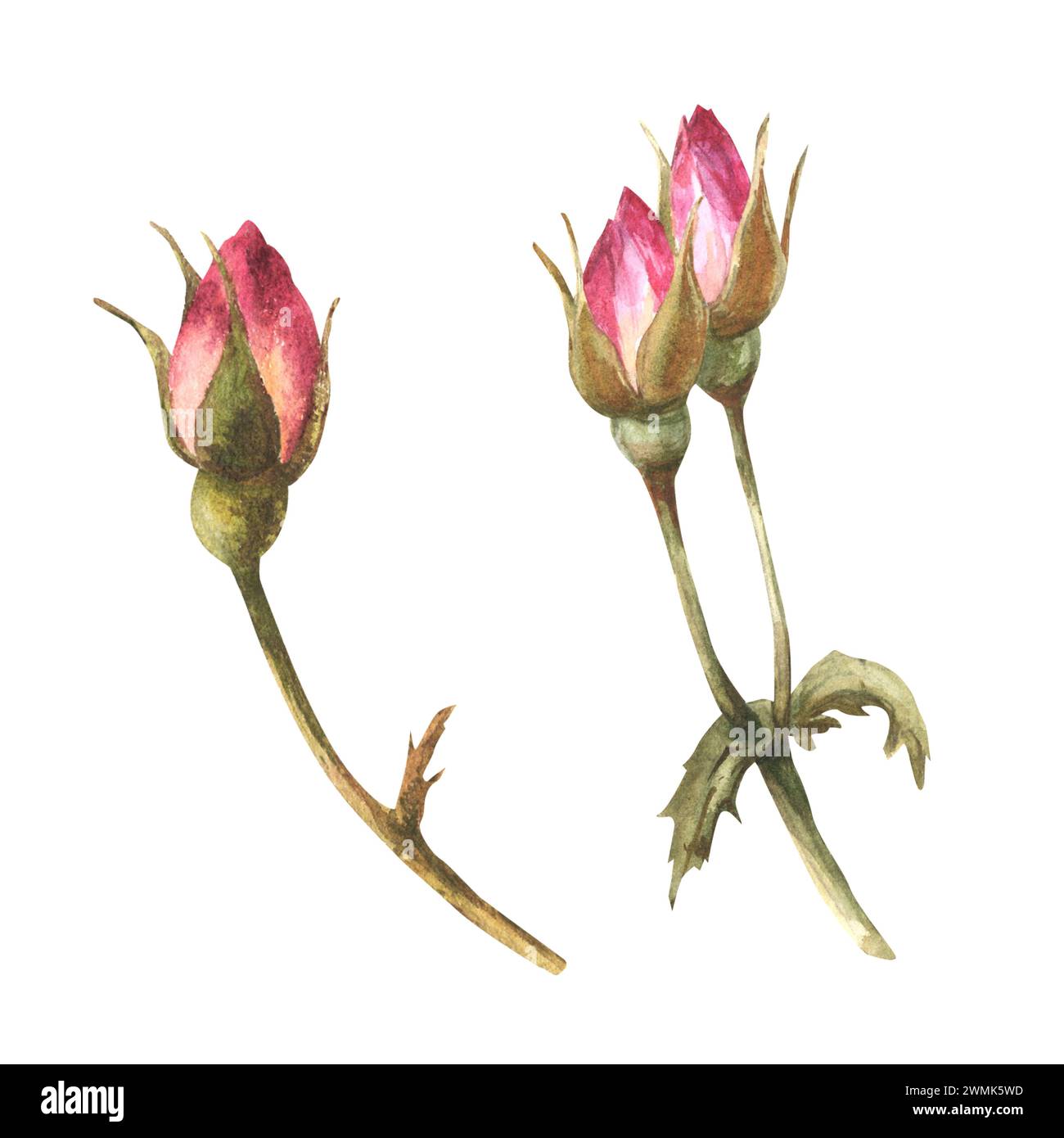 Watercolor pink wild rose hip buds flower set, dog, cancer or brier ...