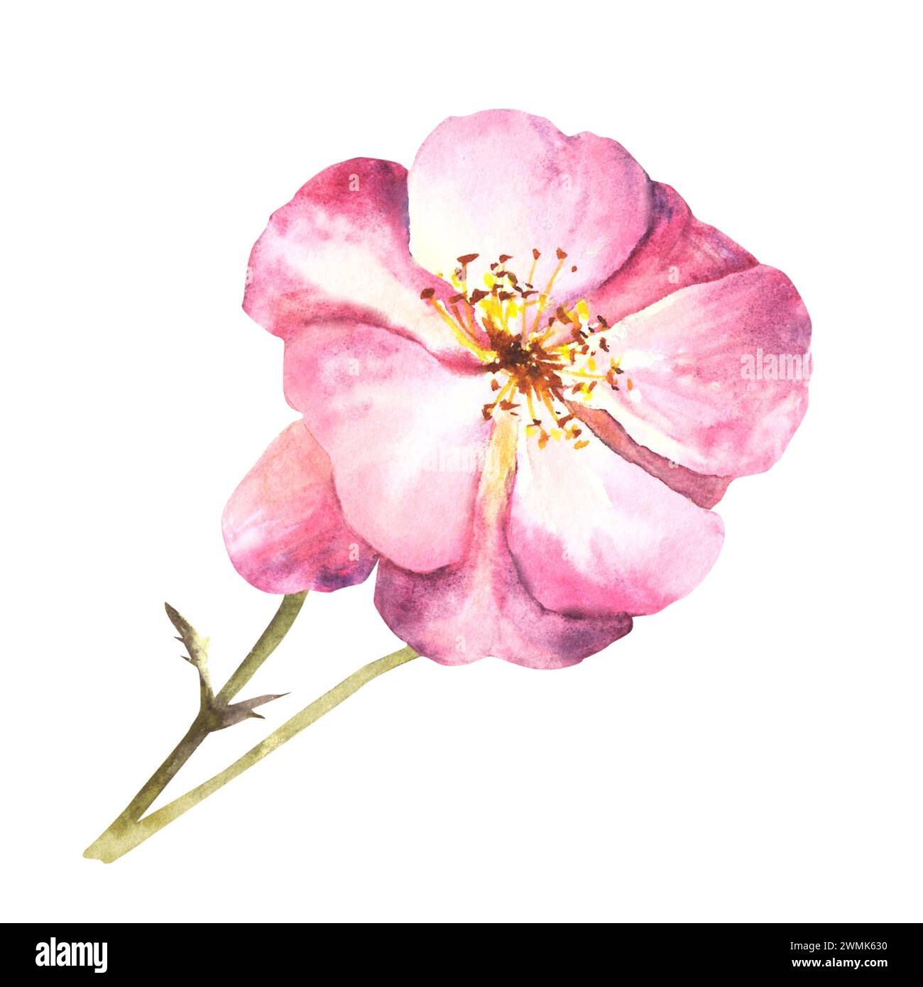 Watercolor pink wild rose hip flower, dog or brier rose im bloom ...